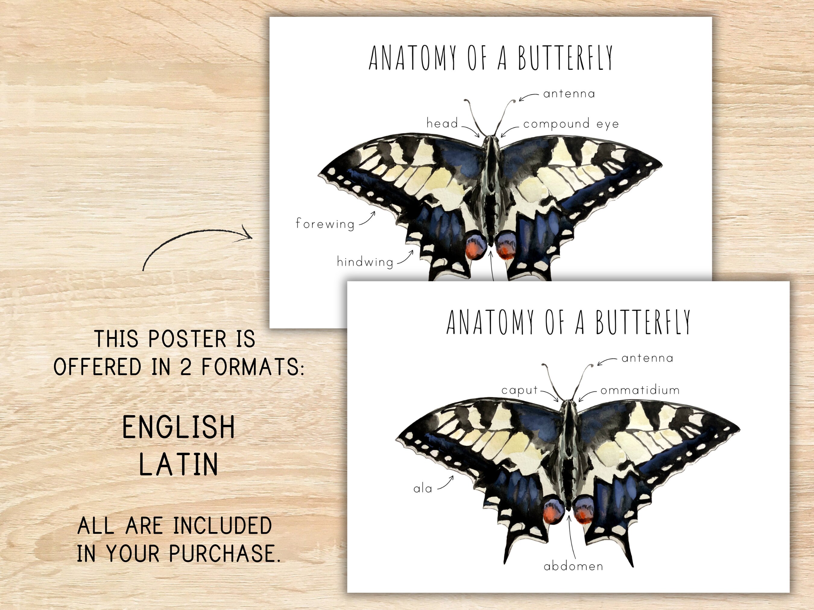Anatomy of a Butterfly Homeschool Printable Montessori Resource Anatomy ...