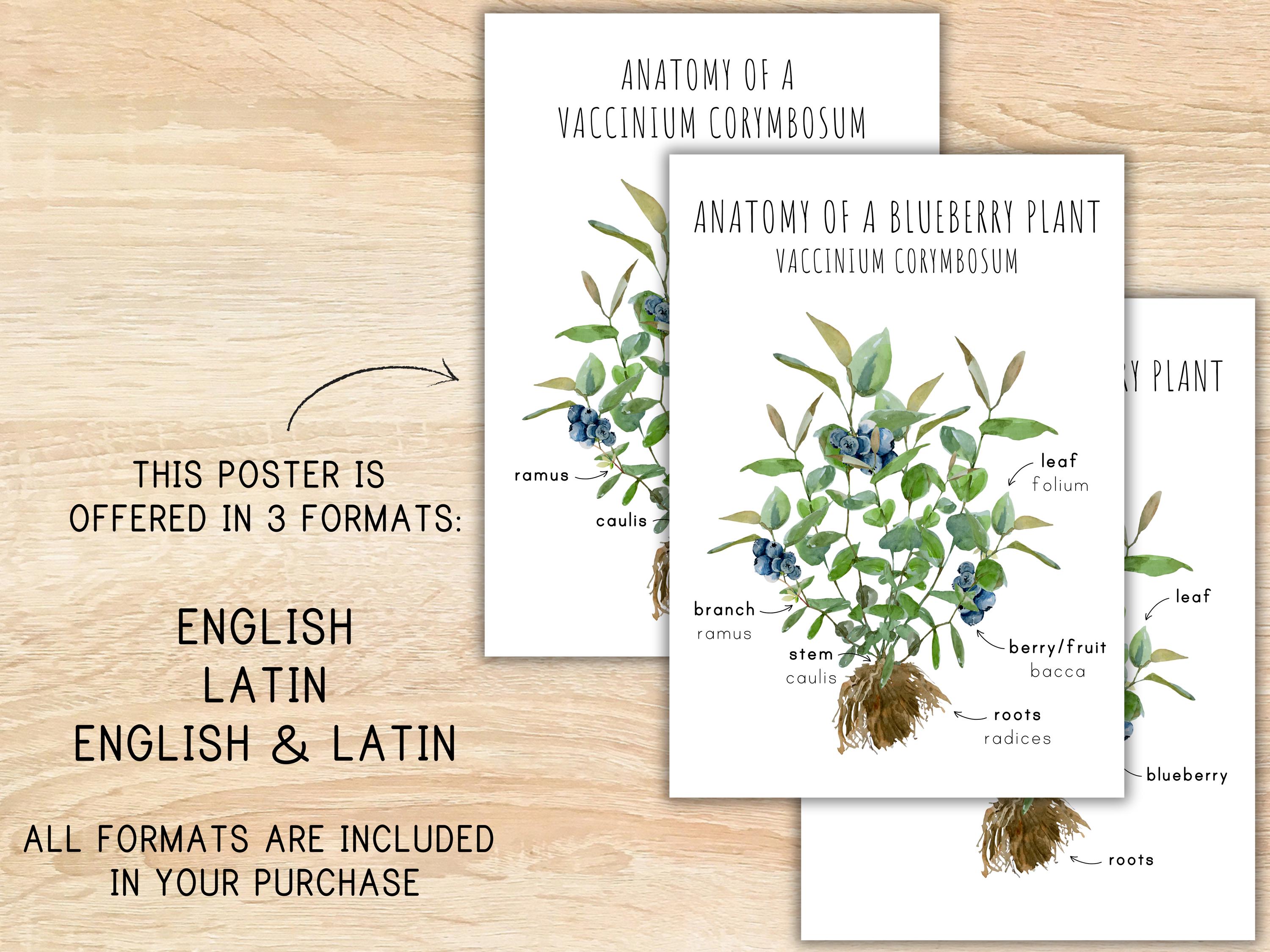 Anatomy of a Blueberry Plant Homeschool Printable Montessori Resource ...