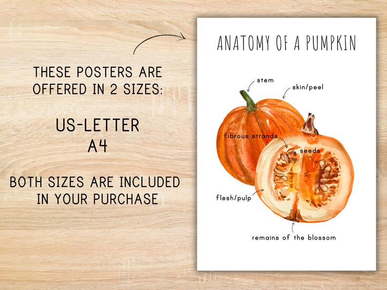 Anatomy of a Pumpkin Homeschool Printable Montessori Resource Anatomy ...