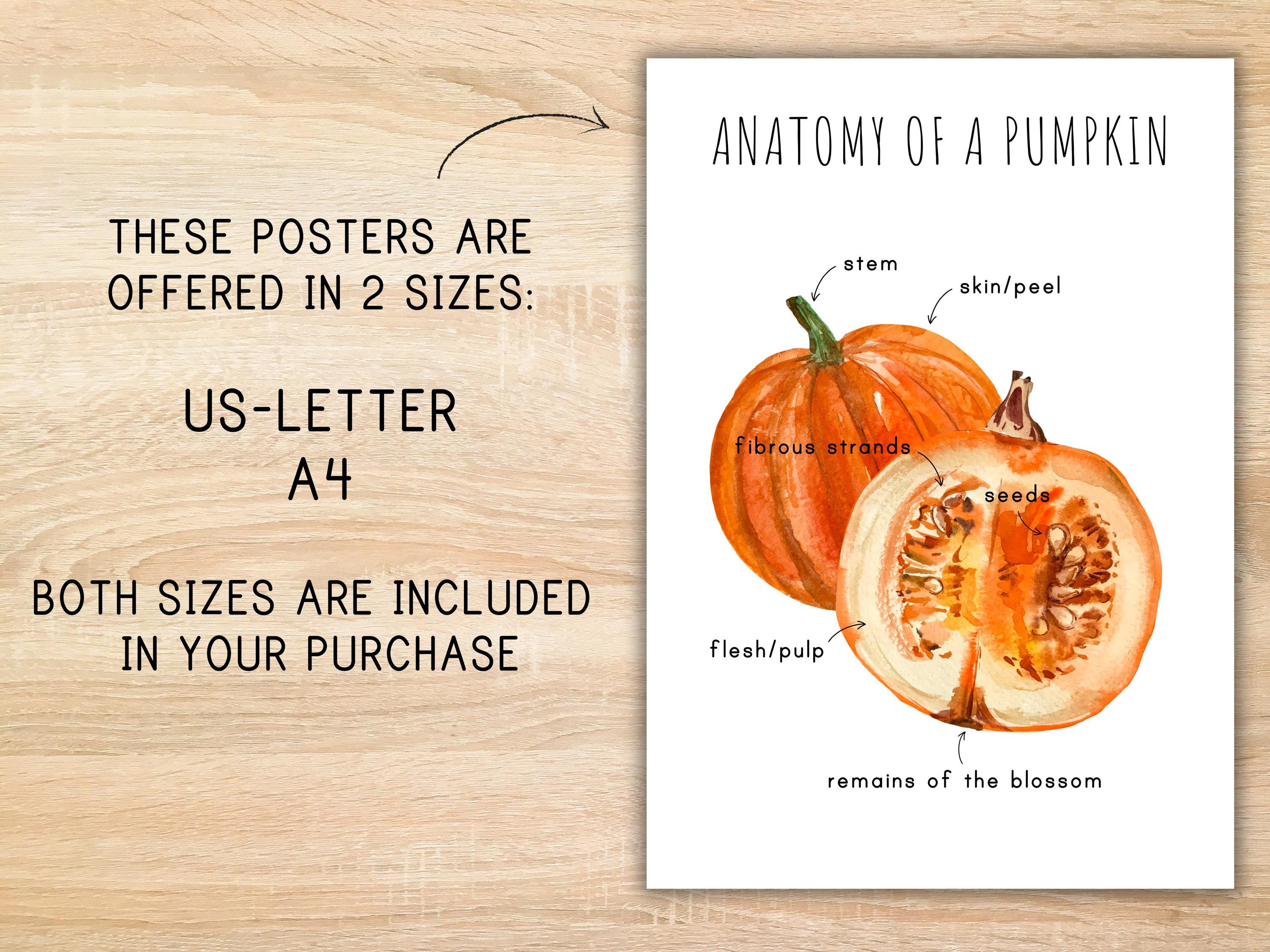 Anatomy of a Pumpkin Homeschool Printable Montessori Resource Anatomy ...