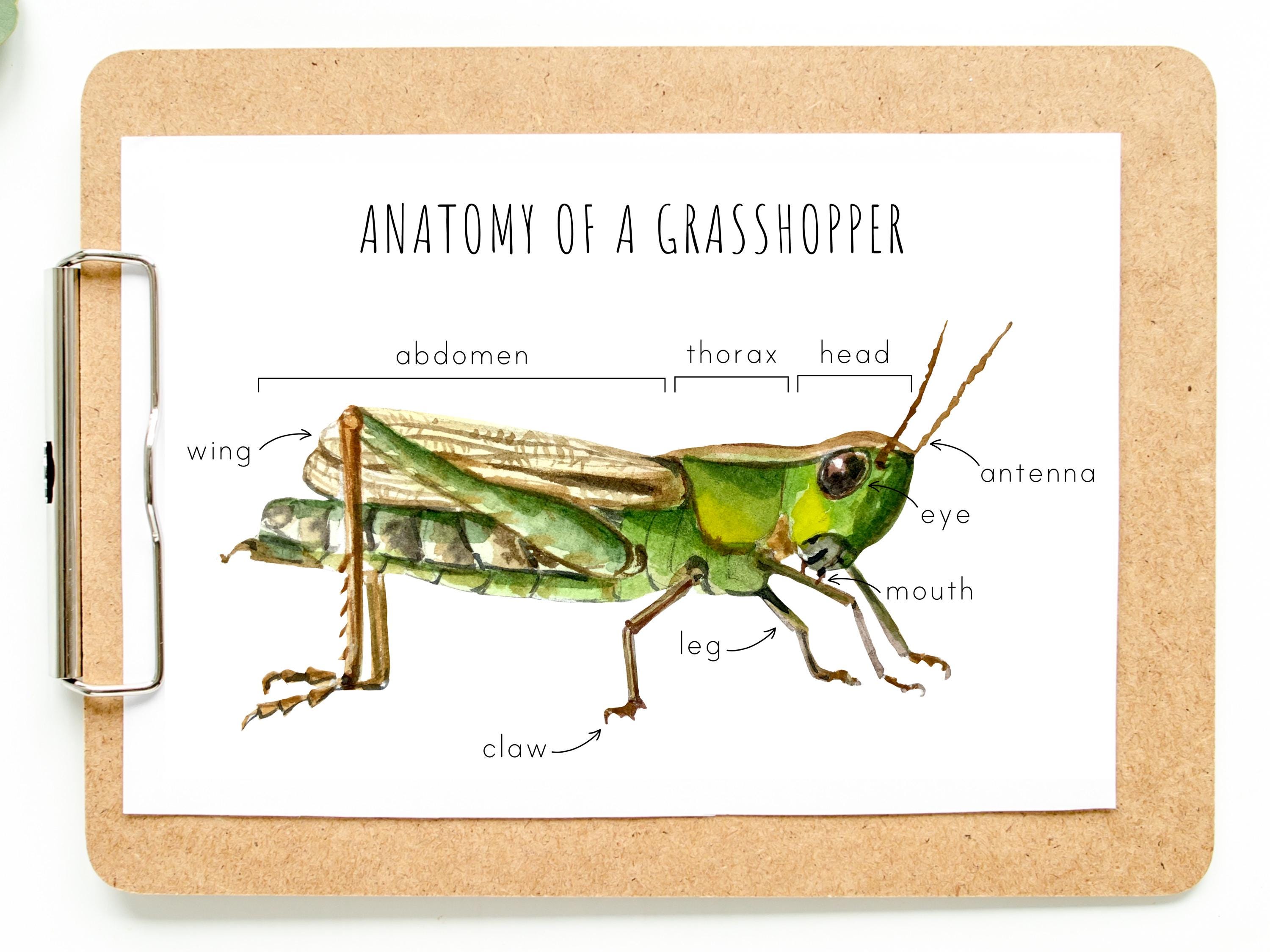 Anatomy of a Grasshopper Homeschool Printable Montessori Resource ...