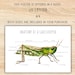Anatomy of a Grasshopper Homeschool Printable Montessori Resource ...