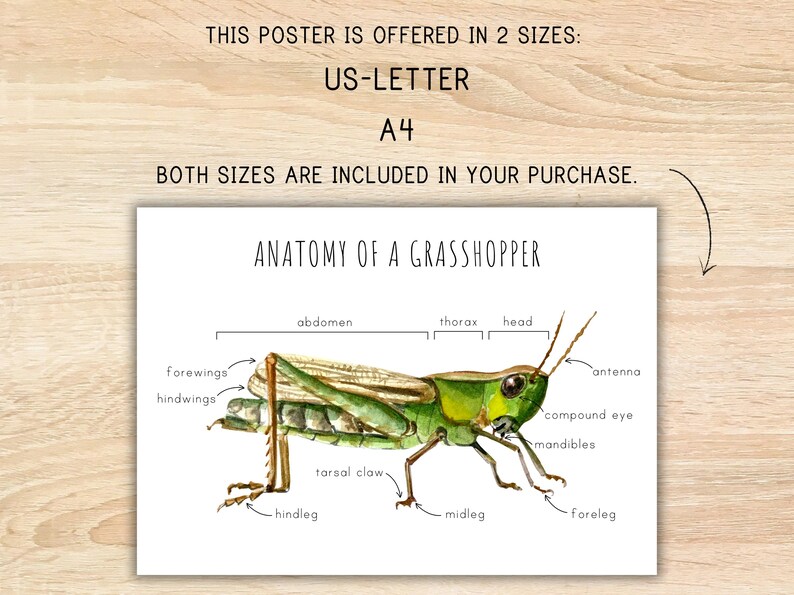 Anatomy of a Grasshopper Homeschool Printable Montessori Resource ...