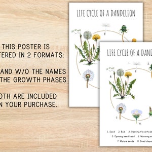 Life Cycle of a Dandelion Homeschool Printable Montessori Resource Life ...