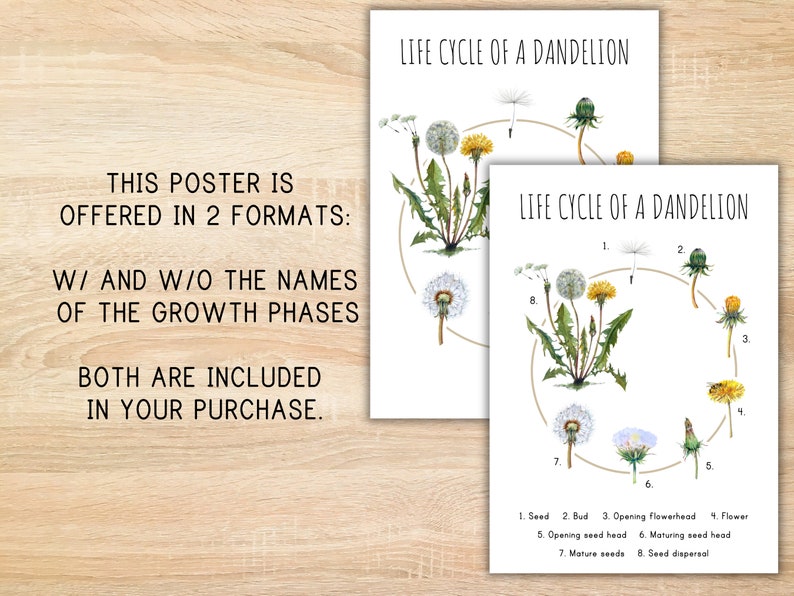 Life Cycle of a Dandelion Homeschool Printable Montessori Resource Life ...