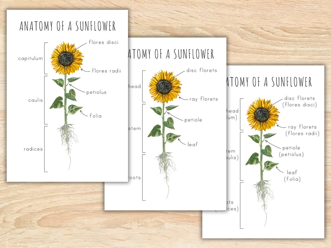 Anatomy of a Sunflower Homeschool Printable Montessori Resource Anatomy ...
