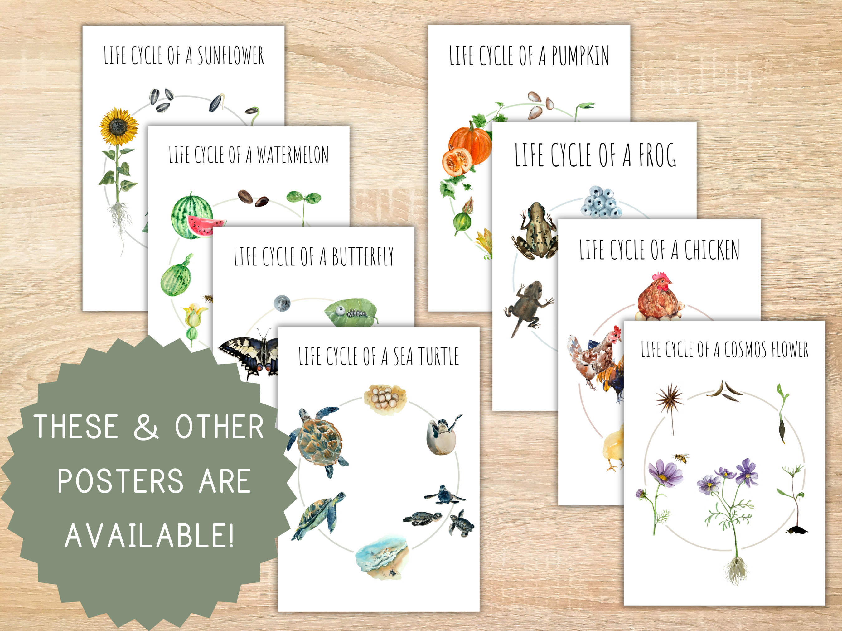 Frog Life Cycle of a Frog Homeschool Printable Montessori Resource Life ...