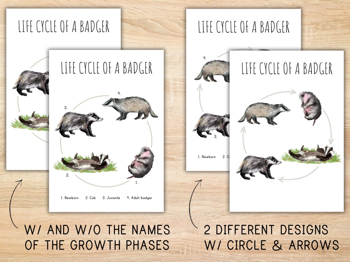 Life Cycle of a Badger Homeschool Printable Montessori Resource Life ...