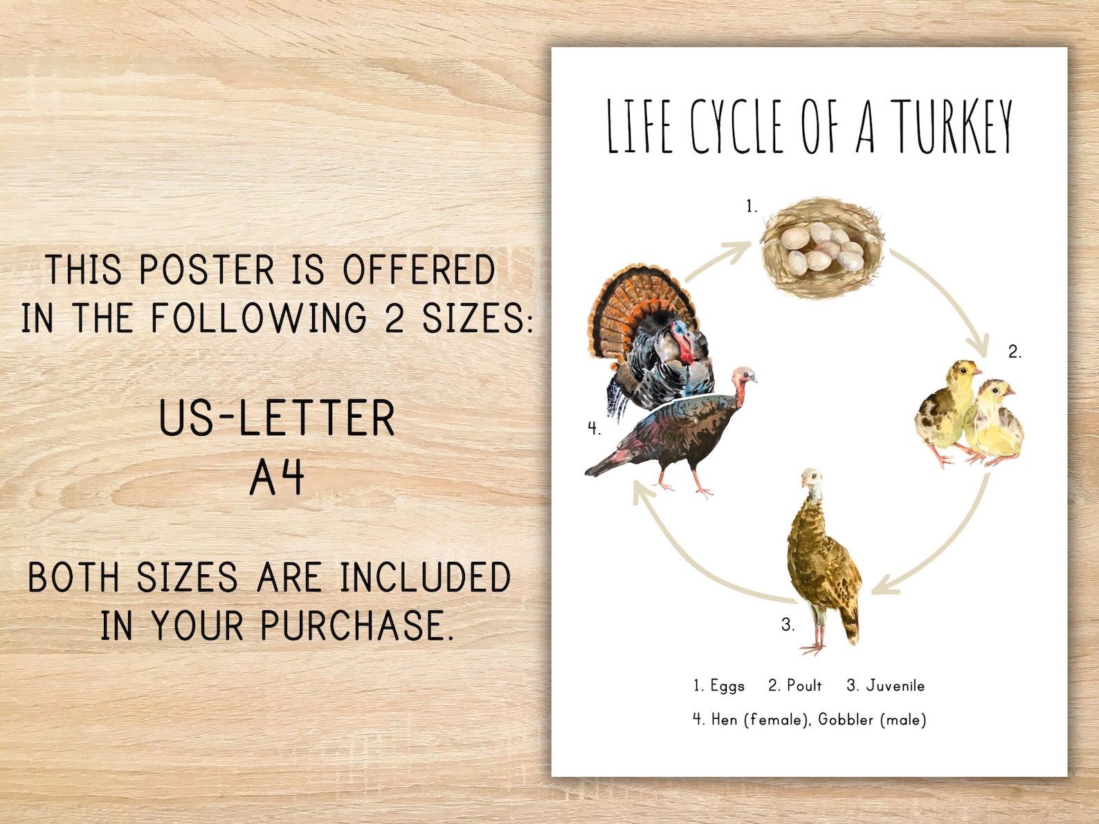 Life Cycle of a Turkey Homeschool Printable Montessori Resource Life ...