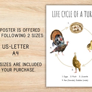 Life Cycle of a Turkey Homeschool Printable Montessori Resource Life ...