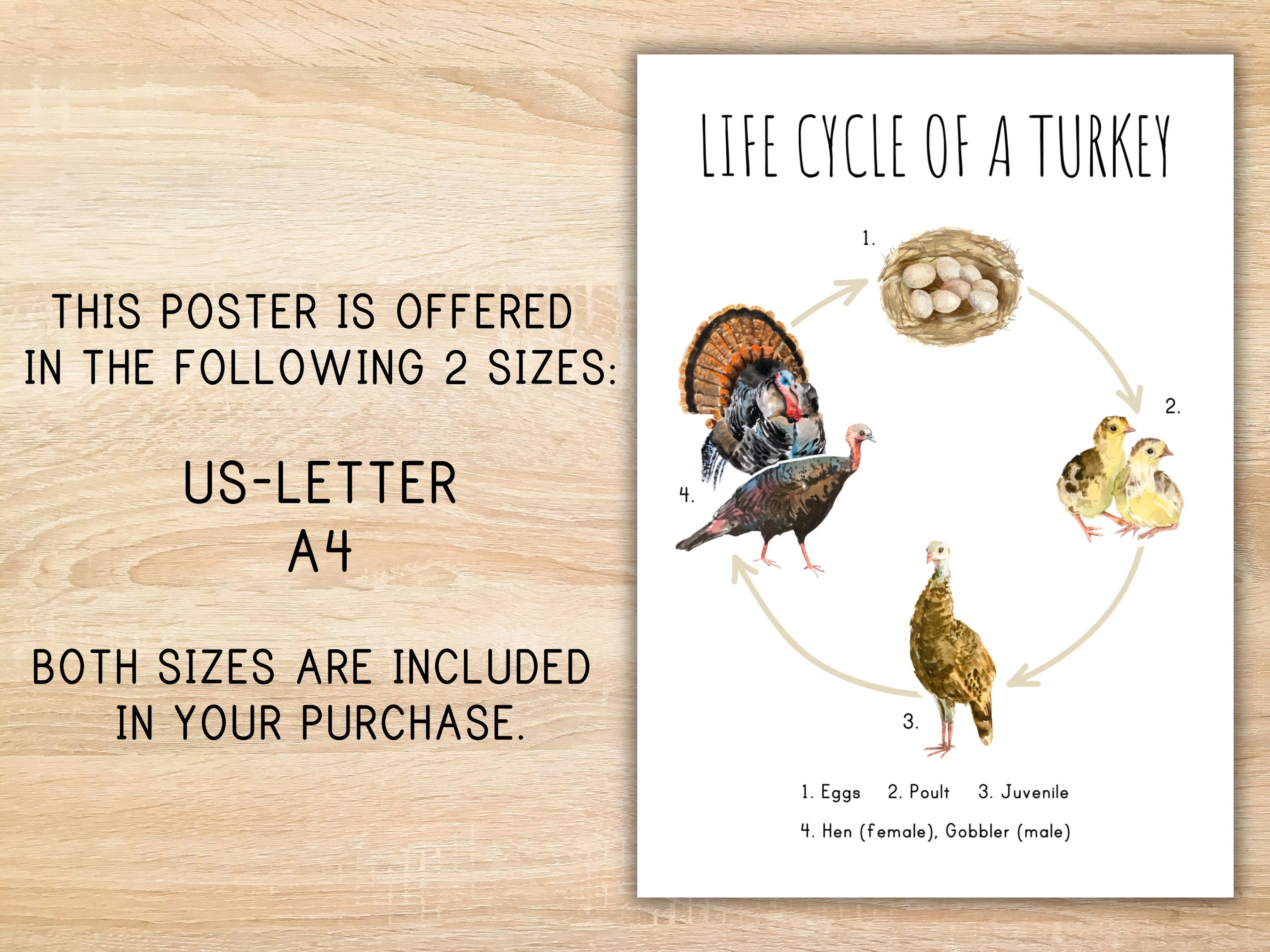 Life Cycle of a Turkey Homeschool Printable Montessori Resource Life ...