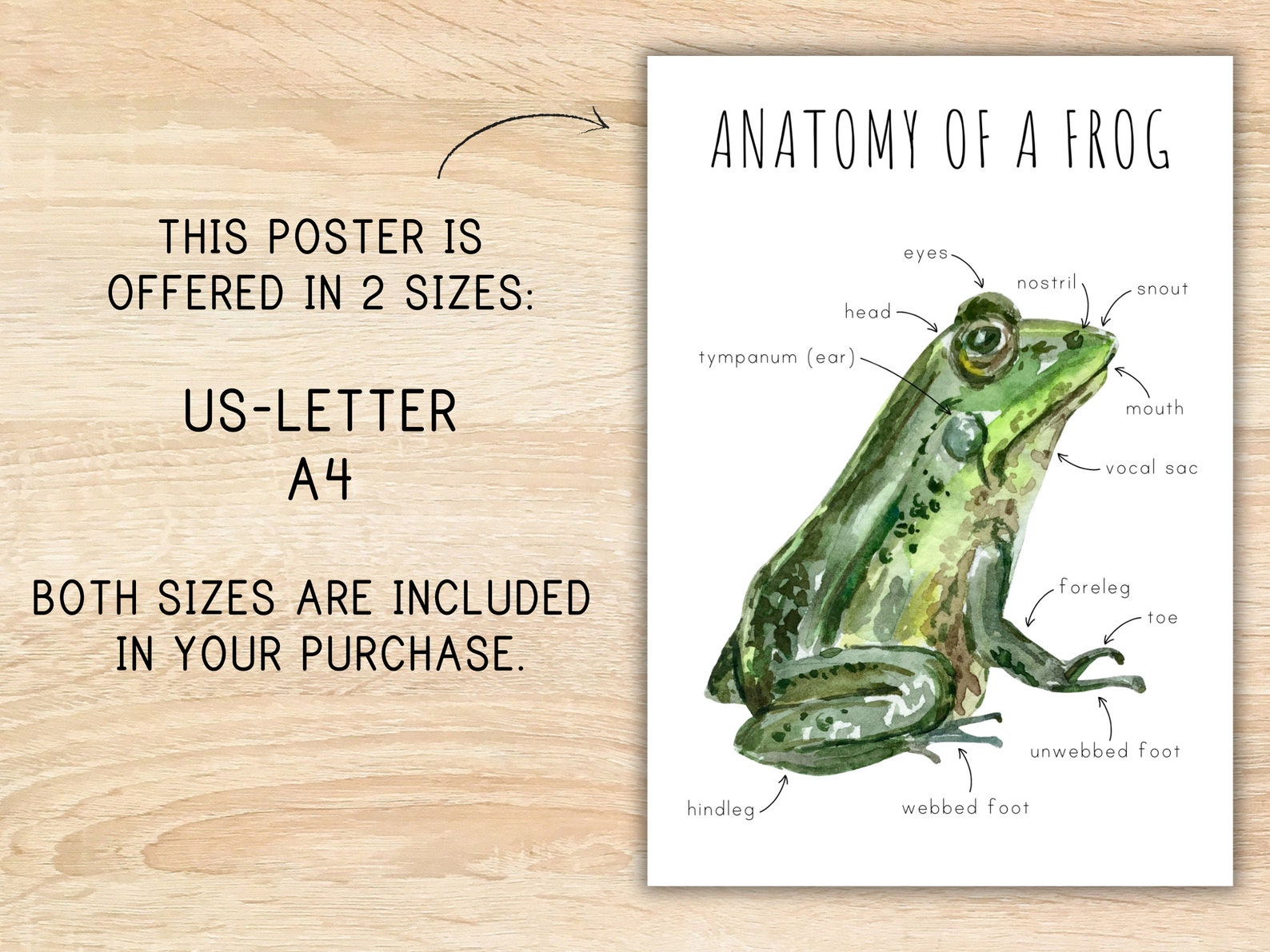 Frog Anatomy of a Frog Homeschool Printable Montessori Resource Anatomy ...