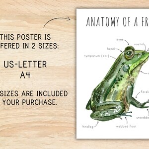 Frog Anatomy of a Frog Homeschool Printable Montessori Resource Anatomy ...
