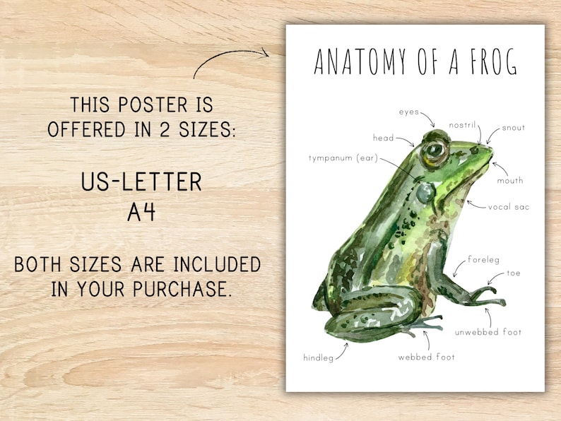 Frog Anatomy of a Frog Homeschool Printable Montessori Resource Anatomy ...