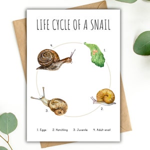 Life Cycle of a Snail Homeschool Printable Montessori Resource Life ...