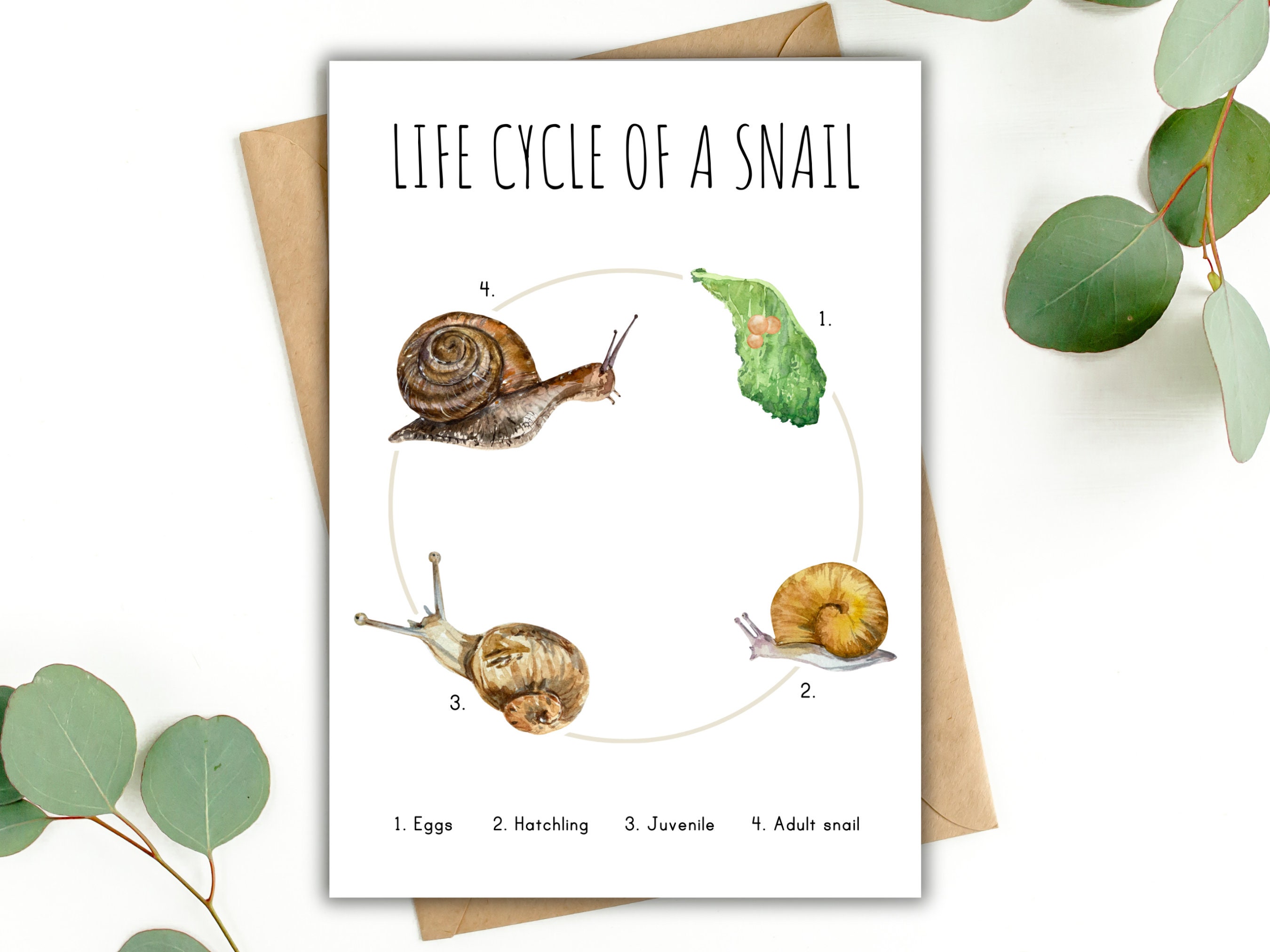 Life Cycle of a Snail Homeschool Printable Montessori Resource Life ...