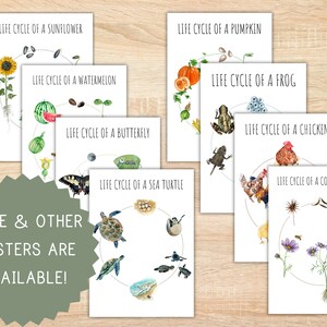 Life Cycle of a Sea Turtle Homeschool Learning Resource Montessori ...