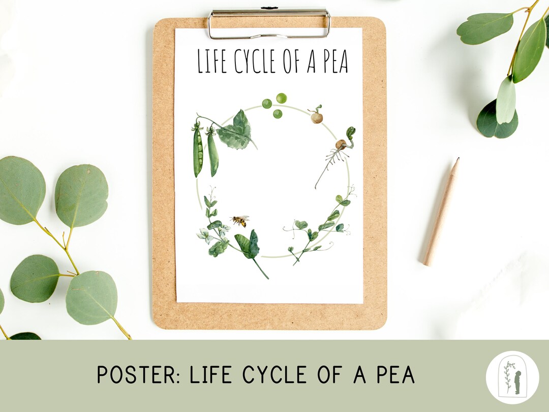 Life Cycle of a Pea Homeschool Printable Montessori - Etsy