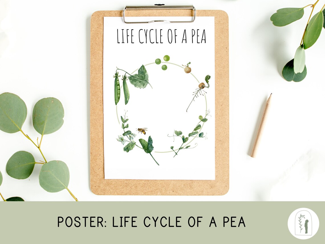 Life Cycle of a Pea Homeschool Printable Montessori - Etsy