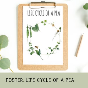 Life Cycle of a Pea Homeschool Printable Montessori - Etsy
