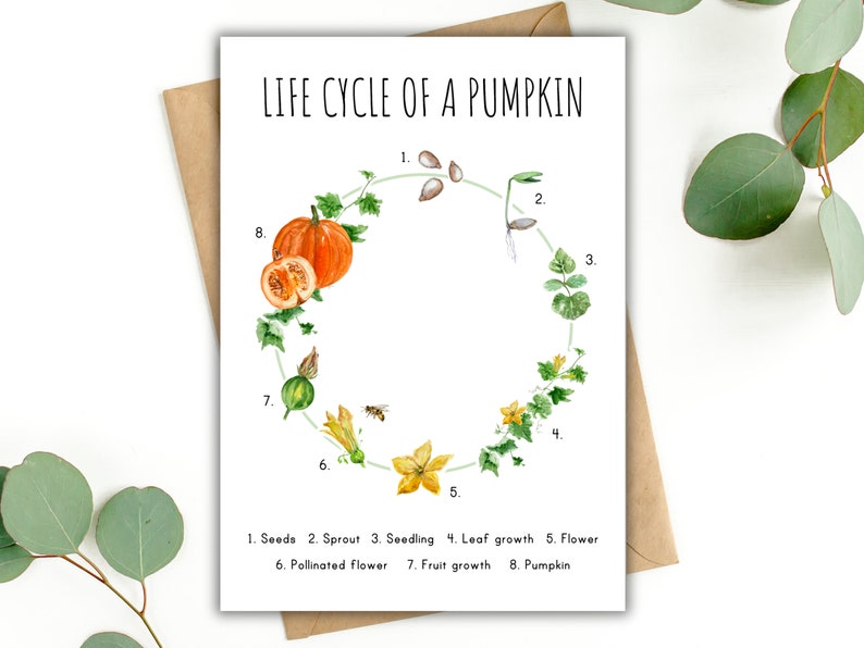 Life Cycle of a Pumpkin Homeschool Printable Montessori Resource Life ...