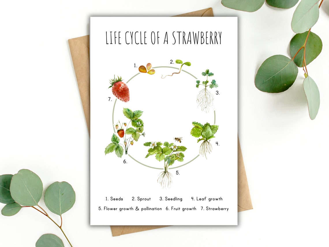 Life Cycle of a Strawberry Homeschool Printable Montessori Resource ...