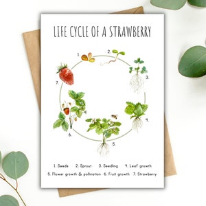 Life Cycle of a Strawberry Homeschool Printable Montessori Resource ...
