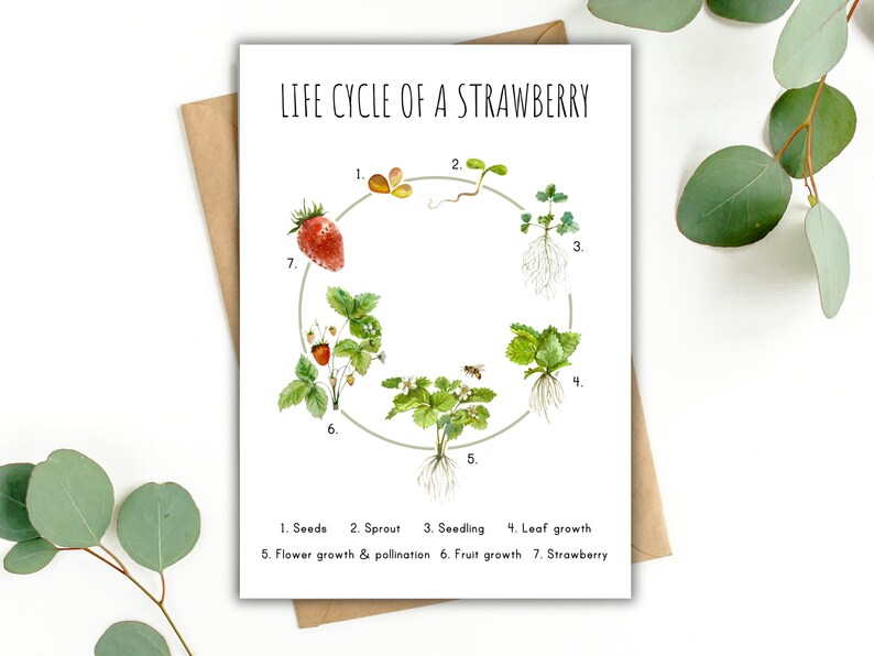 Life Cycle of a Strawberry Homeschool Printable Montessori Resource ...