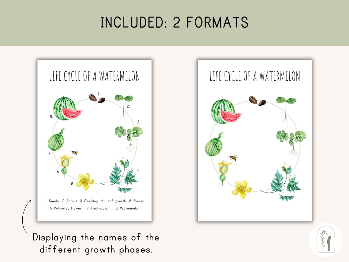 Life Cycle of a Watermelon Homeschool Printable Montessori - Etsy