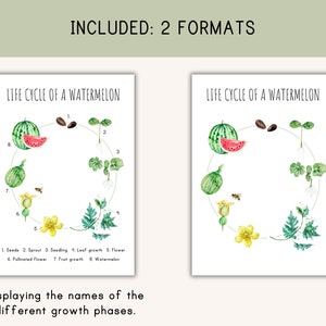 Life Cycle of a Watermelon Homeschool Printable Montessori - Etsy