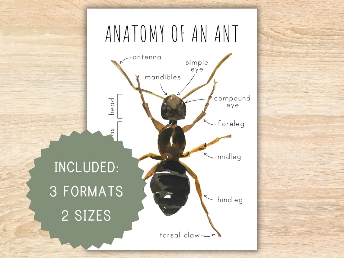 Anatomy of an Ant Homeschool Printable Montessori Resource Anatomy ...