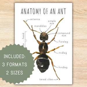 Anatomy of an Ant Homeschool Printable Montessori Resource Anatomy ...