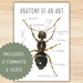 Anatomy of an Ant Homeschool Printable Montessori Resource Anatomy ...