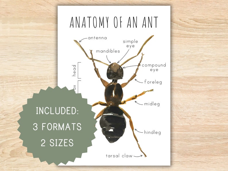 Anatomy of an Ant Homeschool Printable Montessori Resource Anatomy ...