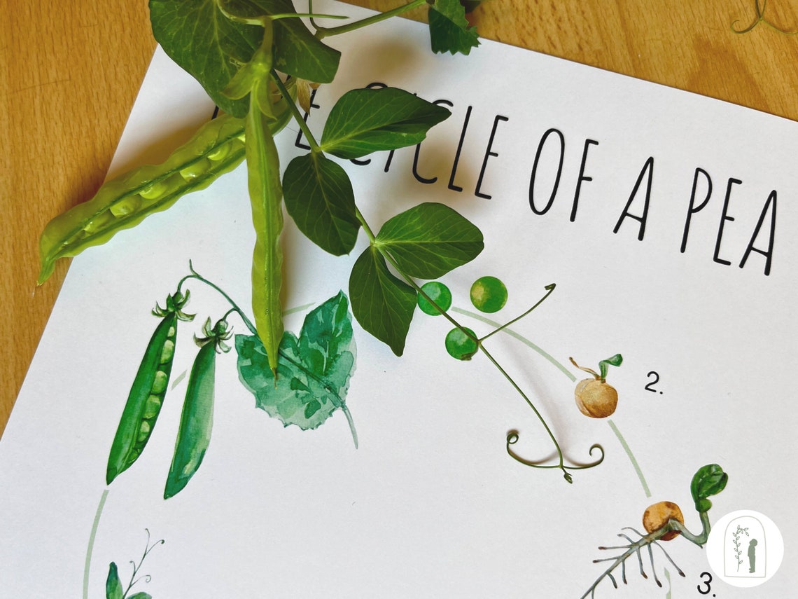 Life Cycle of a Pea Homeschool Printable Montessori Resource Life Cycle ...