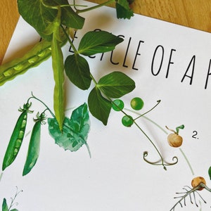 Life Cycle of a Pea Homeschool Printable Montessori Resource Life Cycle ...