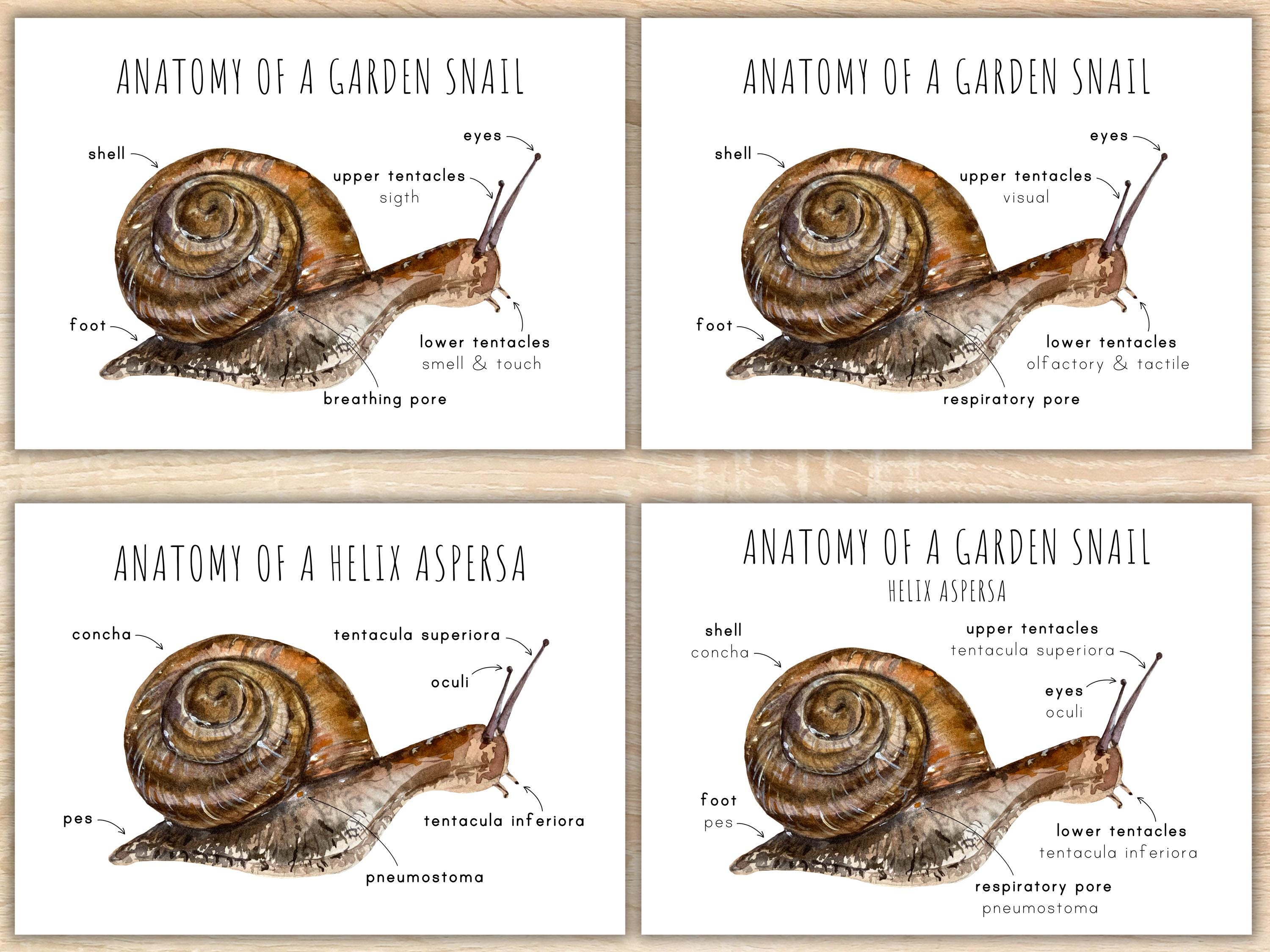 Anatomy of a Snail Homeschool Printable Snail Montessori Resource Snail ...