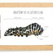 Anatomy of a Caterpillar Homeschool Printable Montessori Resource ...
