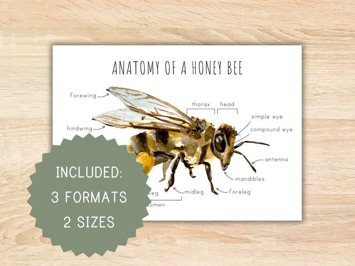 Anatomy of a Honey Bee Homeschool Printable Montessori Resource Anatomy ...