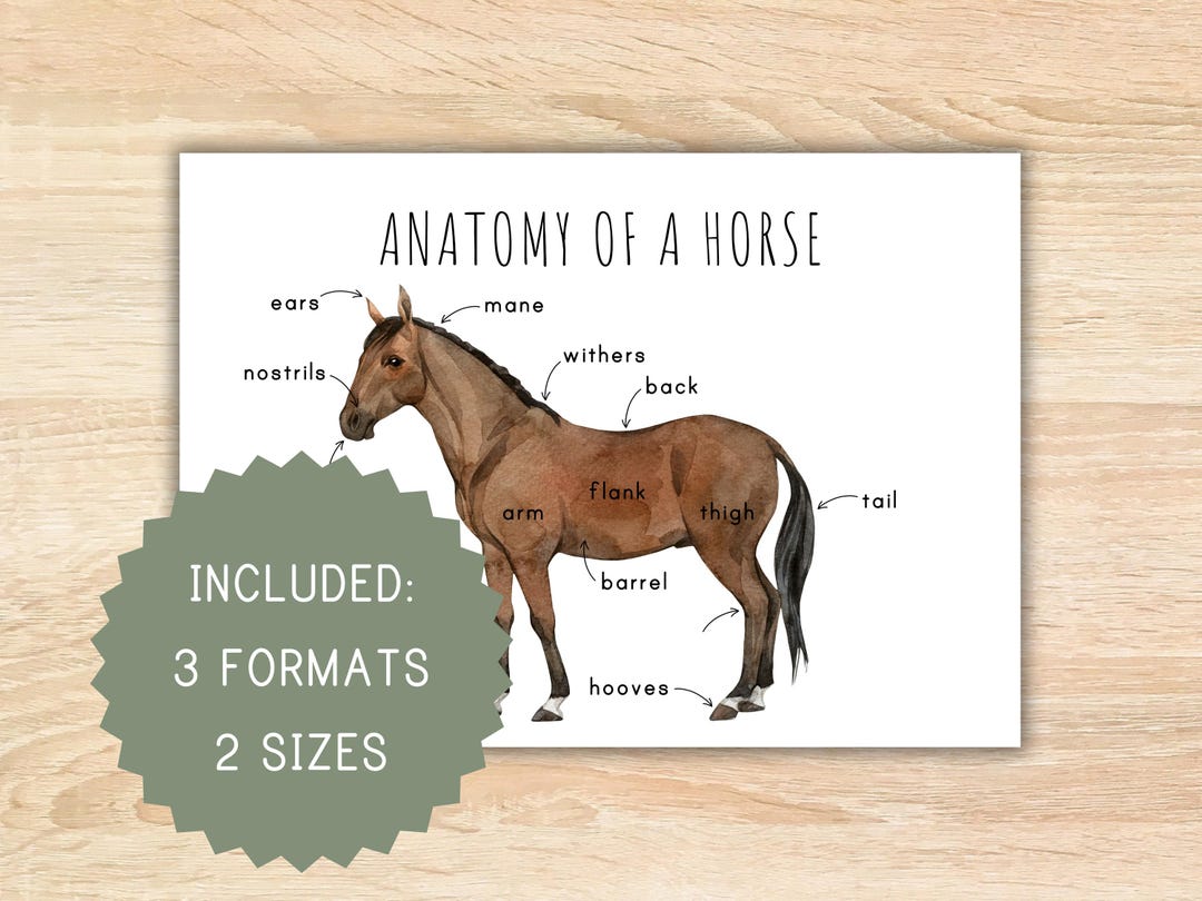 Anatomy of a Horse Homeschool Printable Montessori Resource Anatomy ...