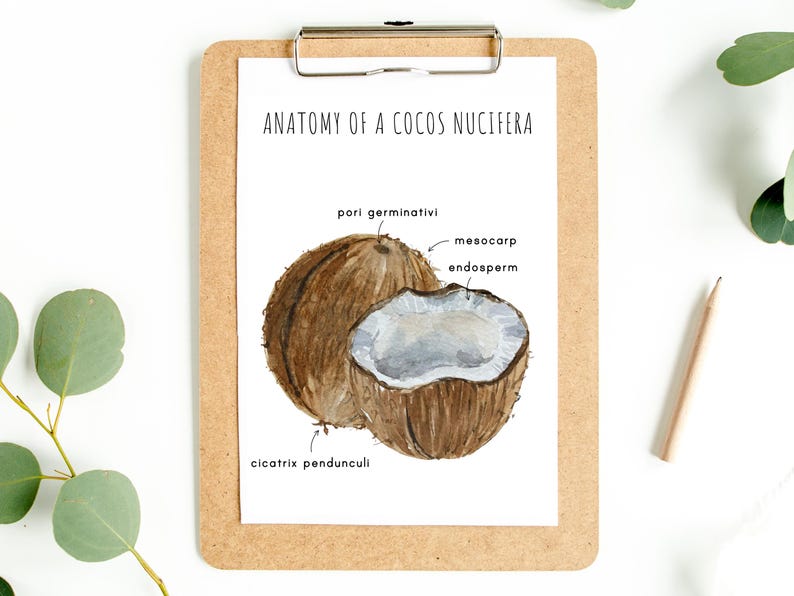 Anatomy of a Coconut Homeschool Printable Montessori Resource Anatomy ...