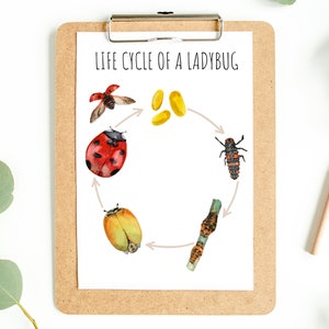 Life Cycle of a Ladybug Homeschool Printable Montessori Resource Life ...