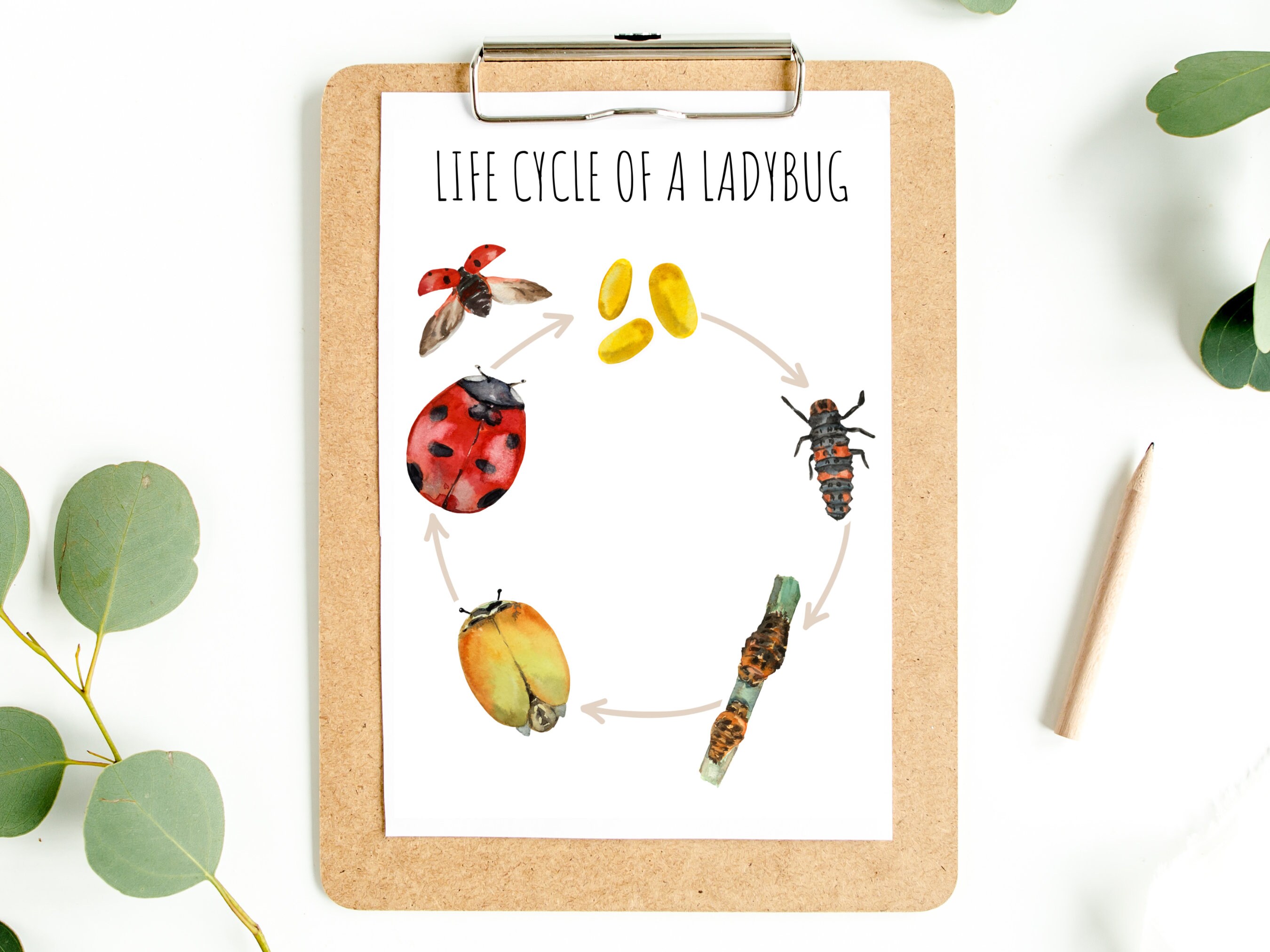 Life Cycle of a Ladybug Homeschool Printable Montessori Resource Life ...