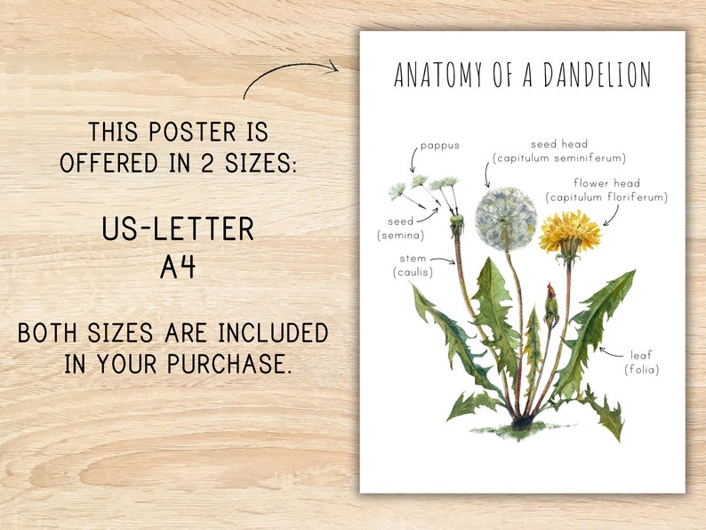 Anatomy of a Dandelion Homeschool Printable Montessori Resource Anatomy ...