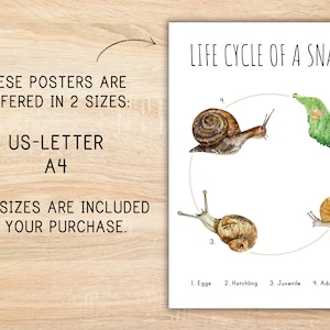 Life Cycle of a Snail Homeschool Printable Montessori Resource Life ...