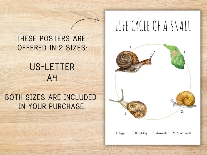 Life Cycle of a Snail Homeschool Printable Montessori Resource Life ...