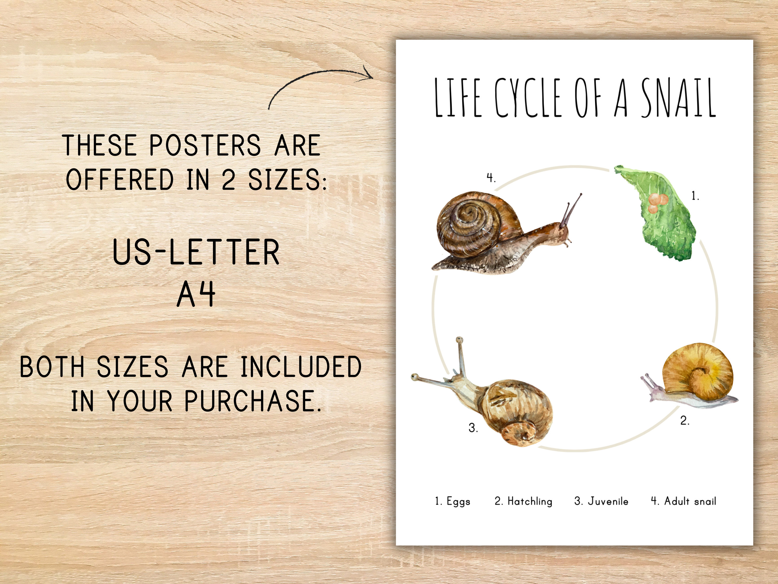 Life Cycle of a Snail Homeschool Printable Montessori Resource Life ...
