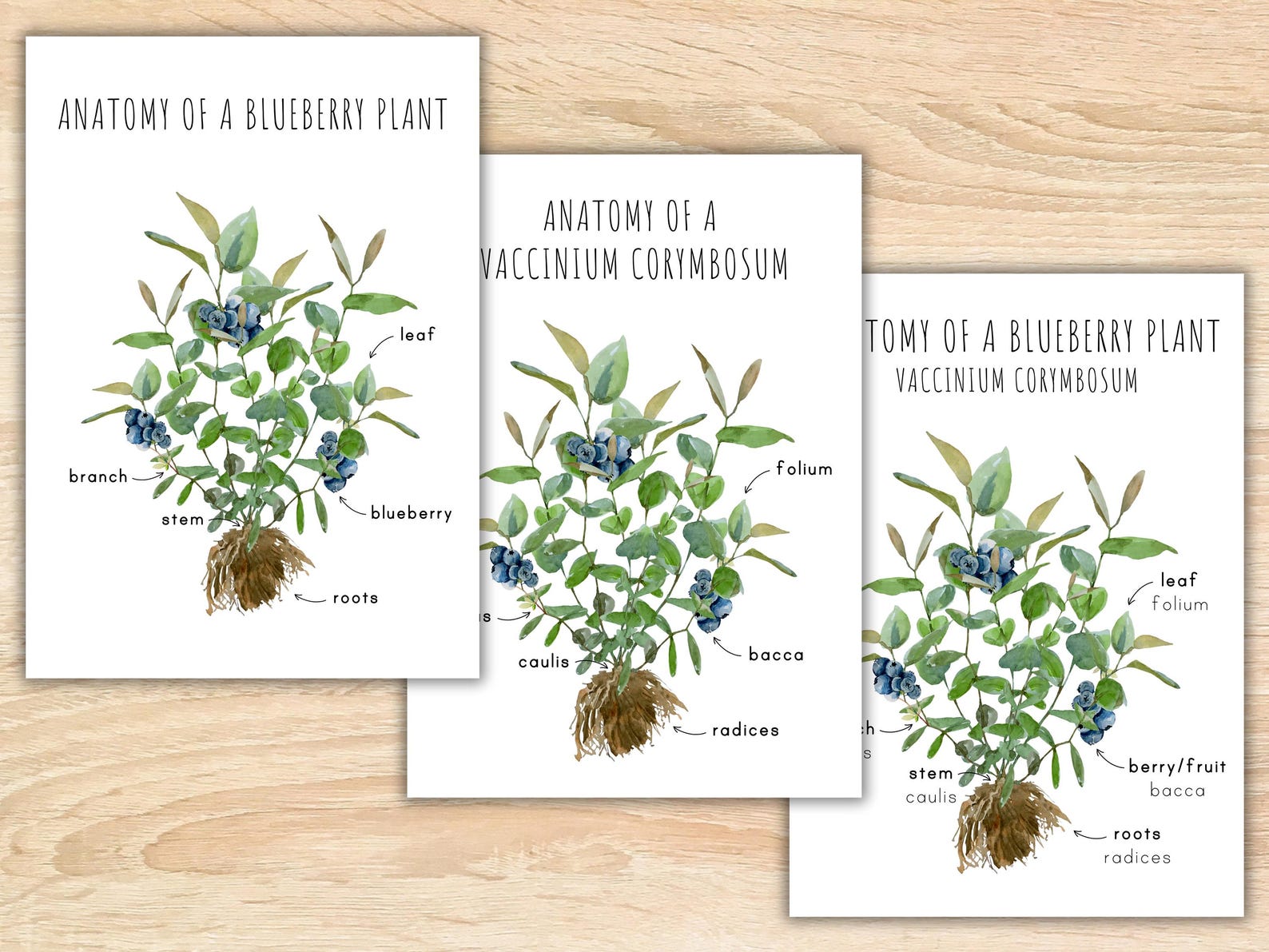 Anatomy of a Blueberry Plant Homeschool Printable Montessori Resource ...