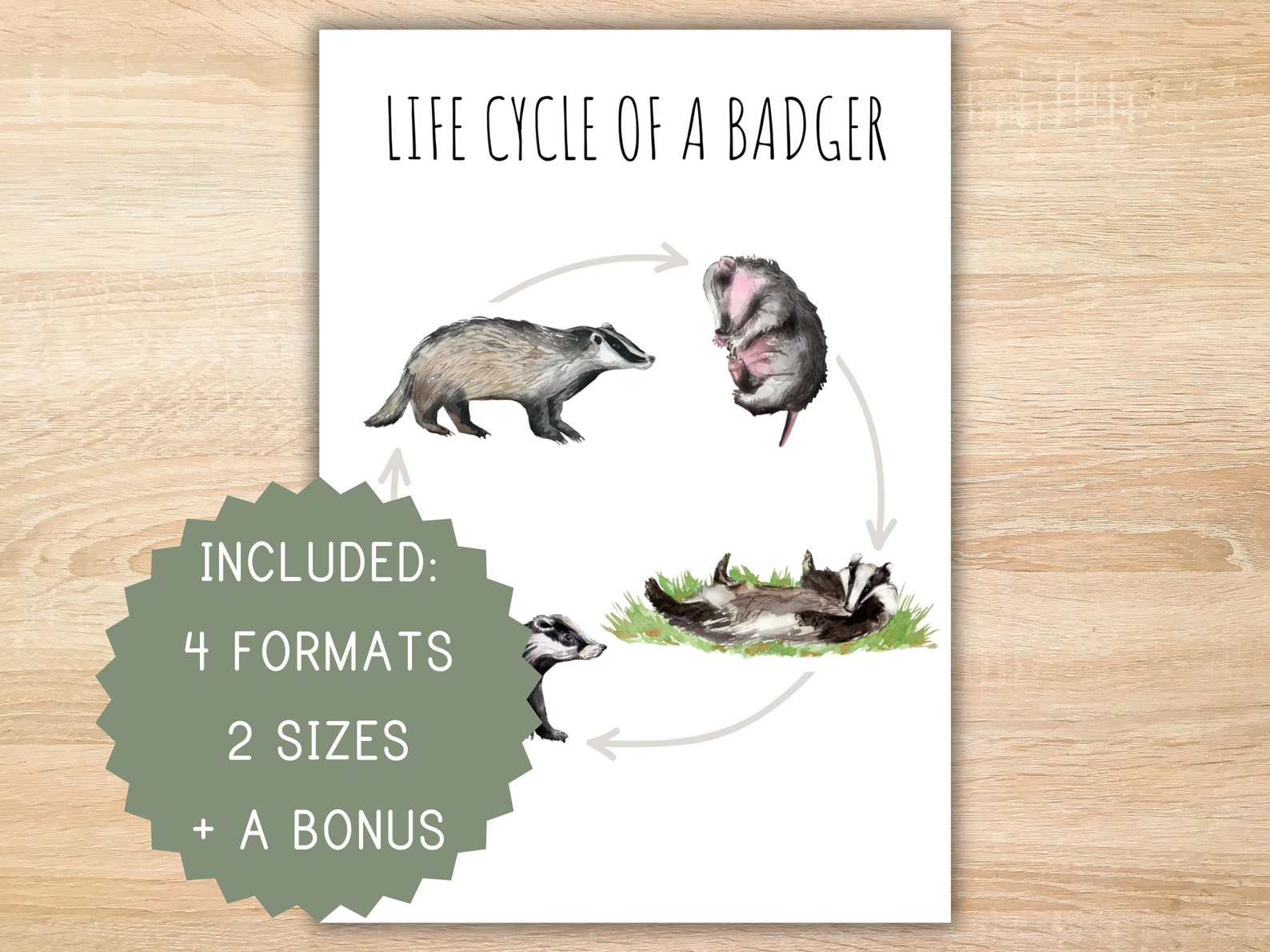 Life Cycle of a Badger Homeschool Printable Montessori Resource Life ...