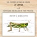 Anatomy of a Grasshopper Homeschool Printable Montessori Resource ...